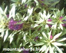 Philippine Herbal Medicine: Kamantigue Plant Benefits