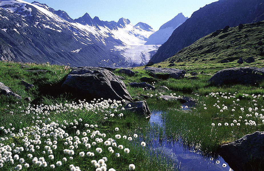 Ciencias de Joseleg: 16 TUNDRA ALPINA Y LAS NIEVES PERPÉTUAS