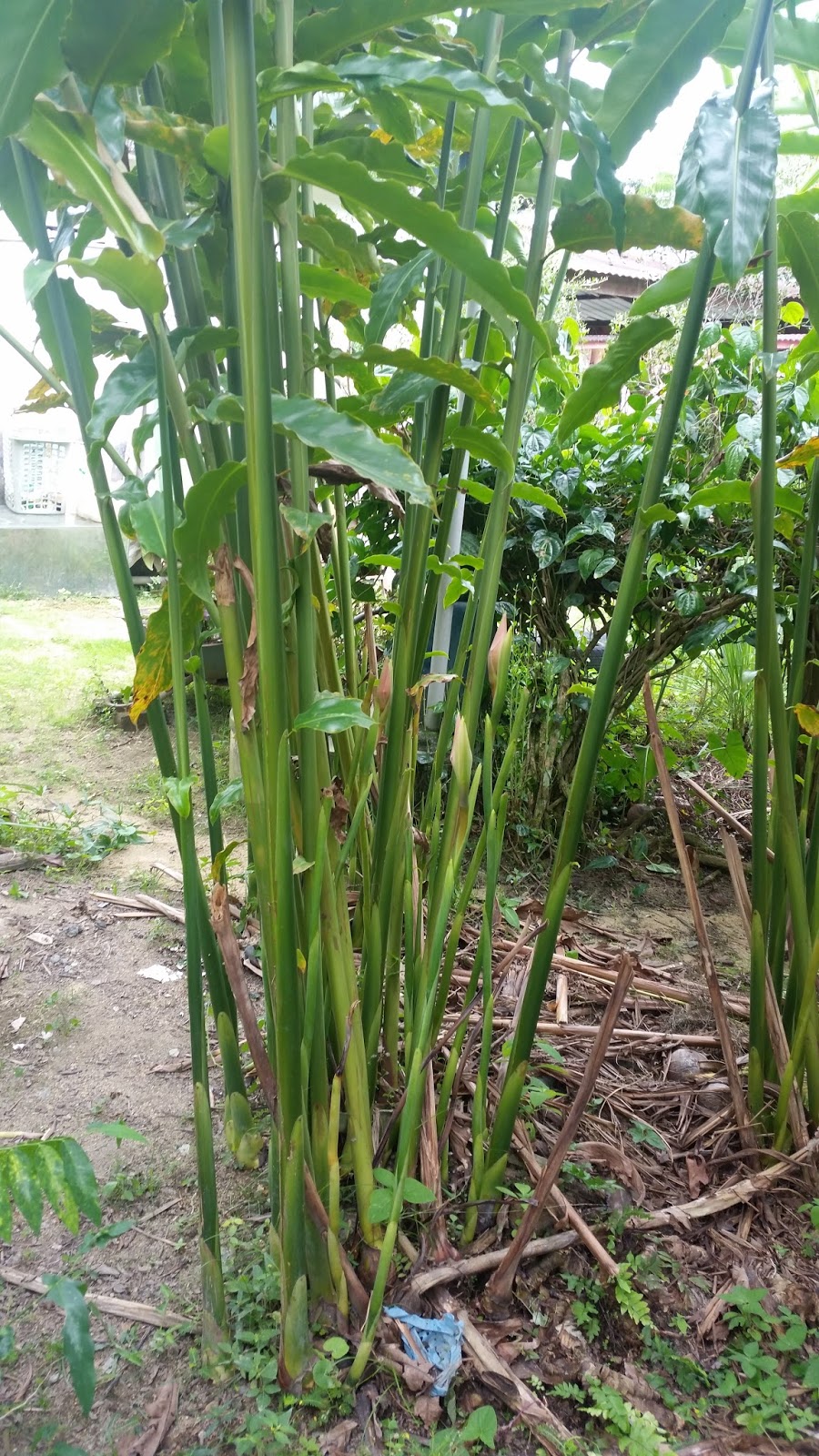 Warisan Petani: Tanaman Pokok Kantan.