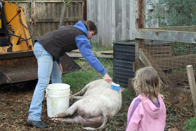 Mountain Home Quilts: Butchering the Homestead Hog