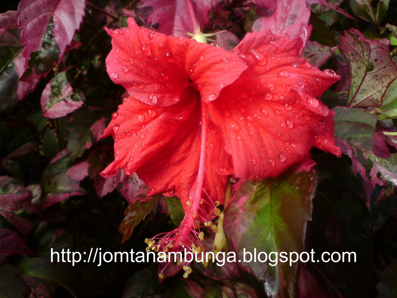 Jom Tanam Bunga: Album Bunga