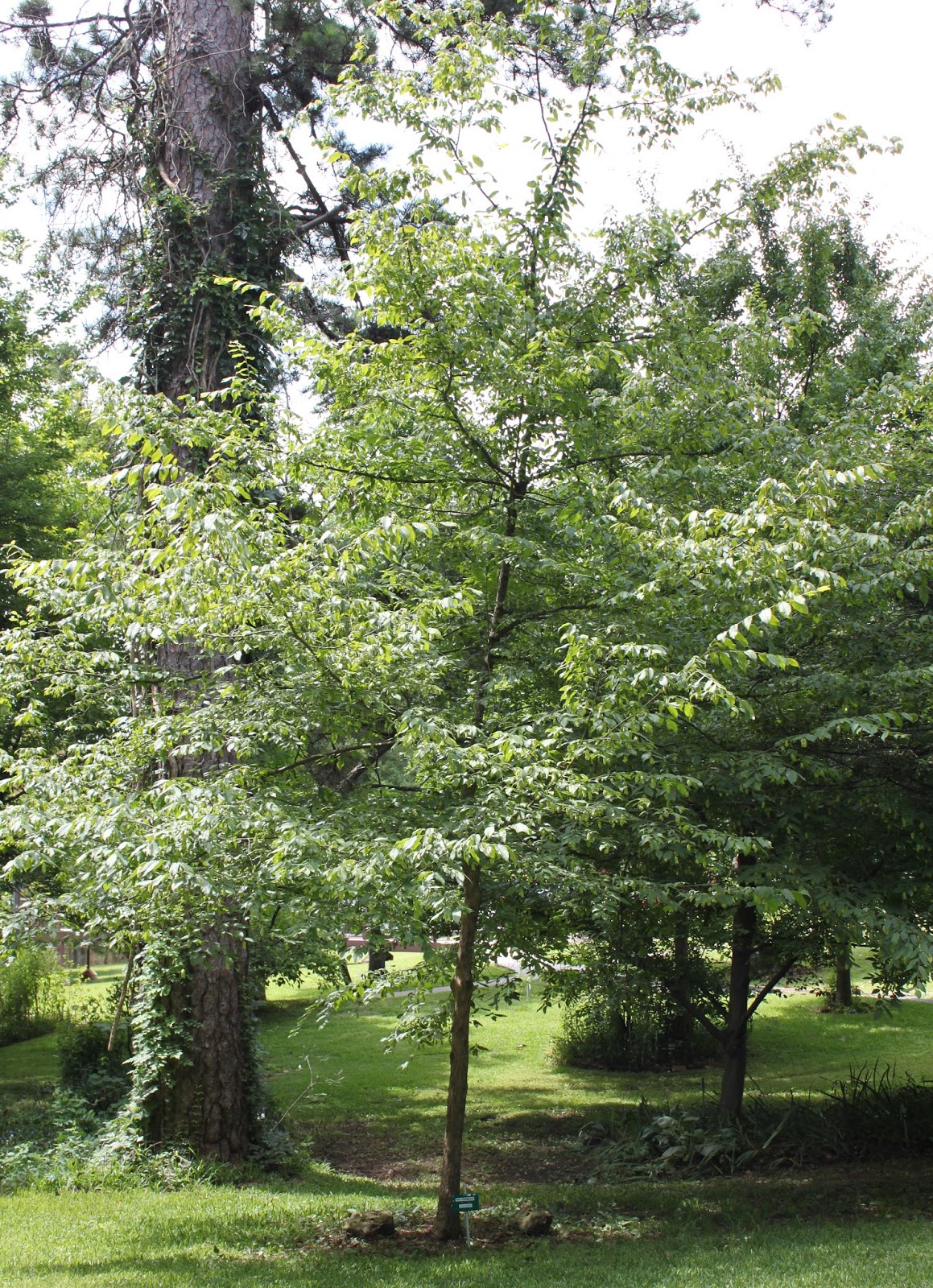 Centenary College Arboretum: Tree of the Week: Eastern Hop Hornbeam ...