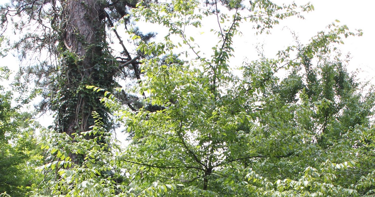 Centenary College Arboretum: Tree of the Week: Eastern Hop Hornbeam ...