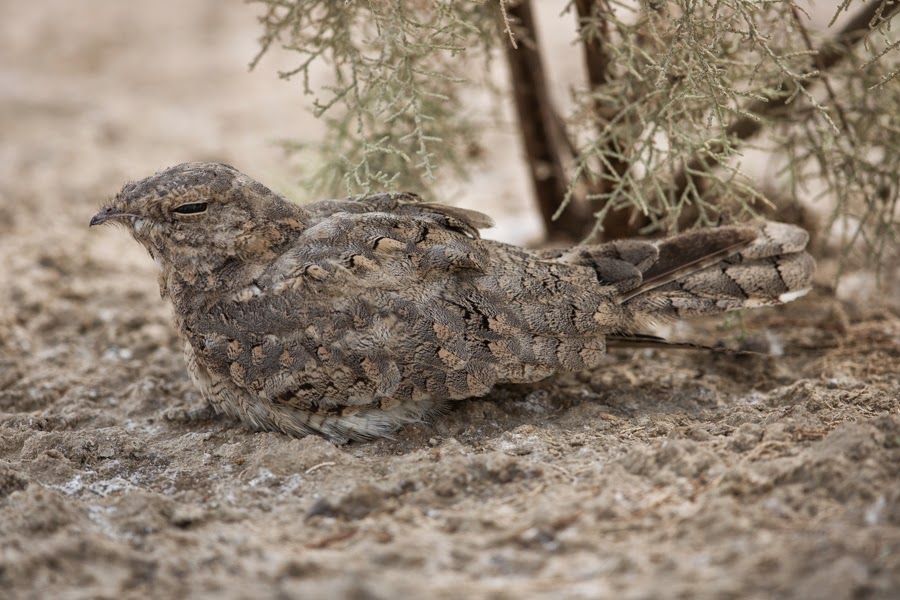 Birds of Saudi Arabia: The changing status of Egyptian Nightjar in ...