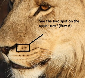 wildfolio: Lion Identification (Part 1 - Whisker Spots)