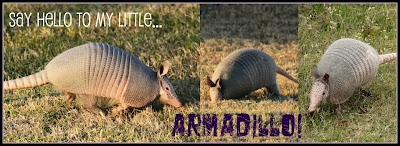 Lick The Bowl Good: Pie and A Friendly Armadillo