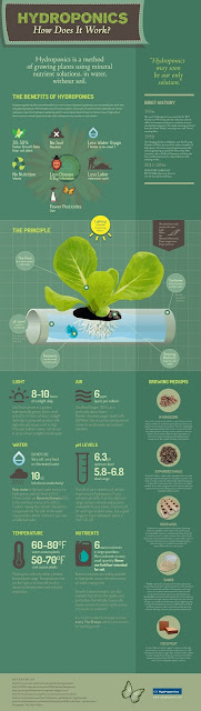 Hydroponic Gardening Basics: Learn All About This Gardening Method Here ...