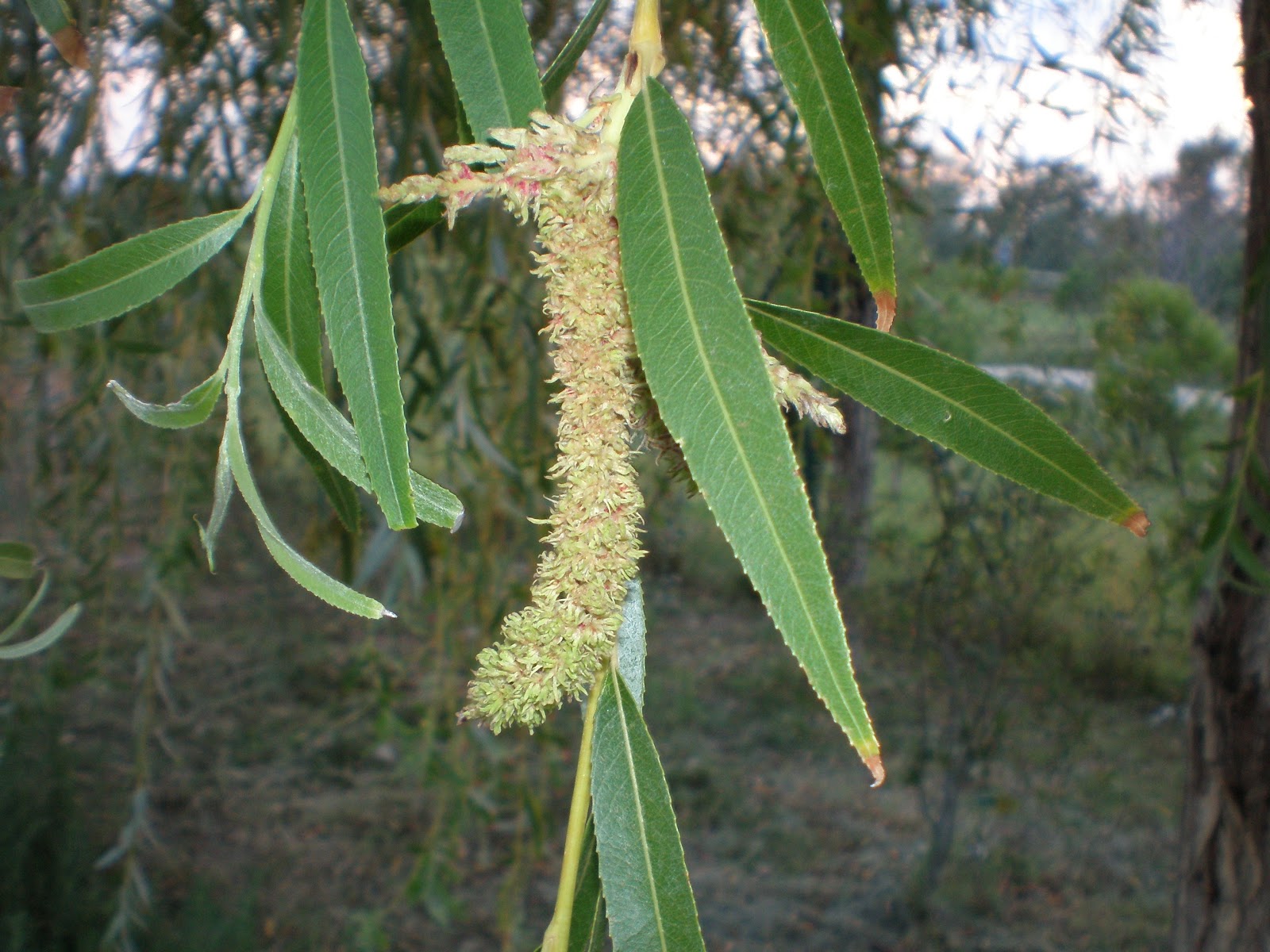 Tarot y Flores de Bach: (IX) WILLOW: análisis y principales características