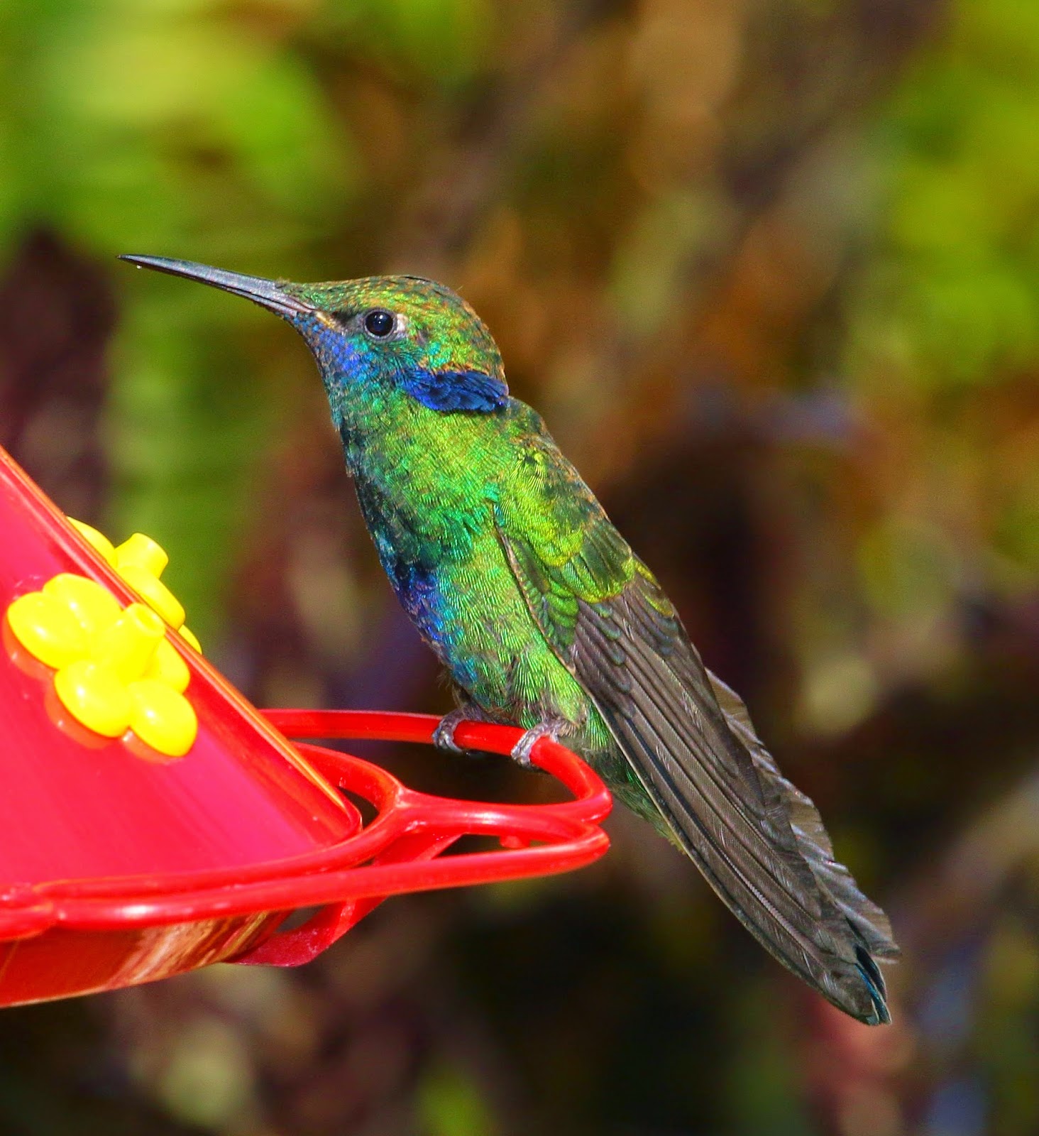 Nuestro bello mundo...: Hummingbirds, Colibris, Pictures taken in El ...