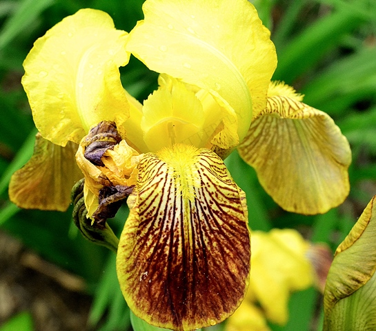 The Sage Butterfly: My Garden Notebook - June 2013