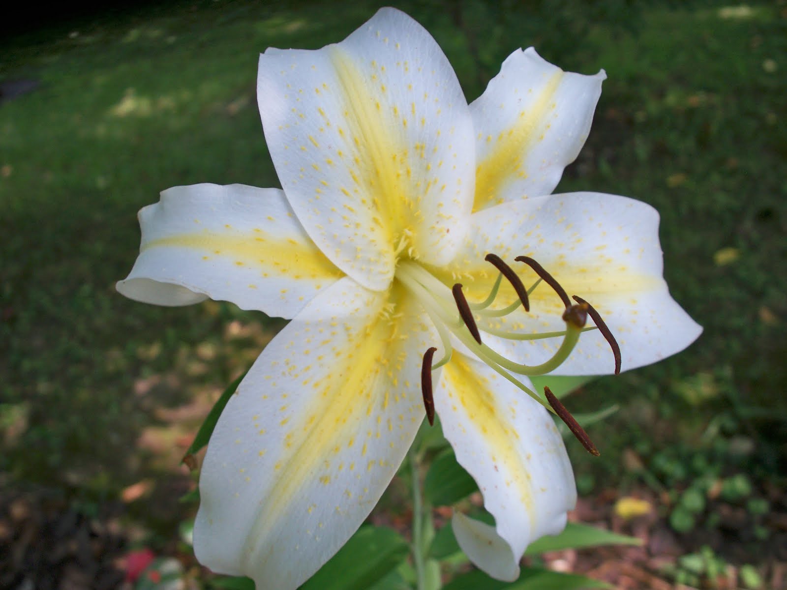 Garden Beauty: Multiple Colors of Lilies