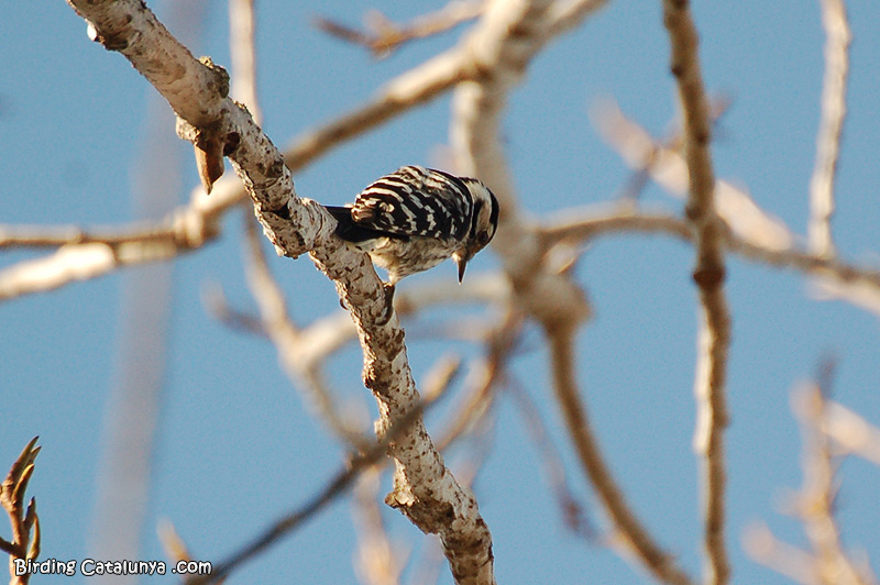 Birding Catalunya: Picot garser petit al Francolí, i altres espècies