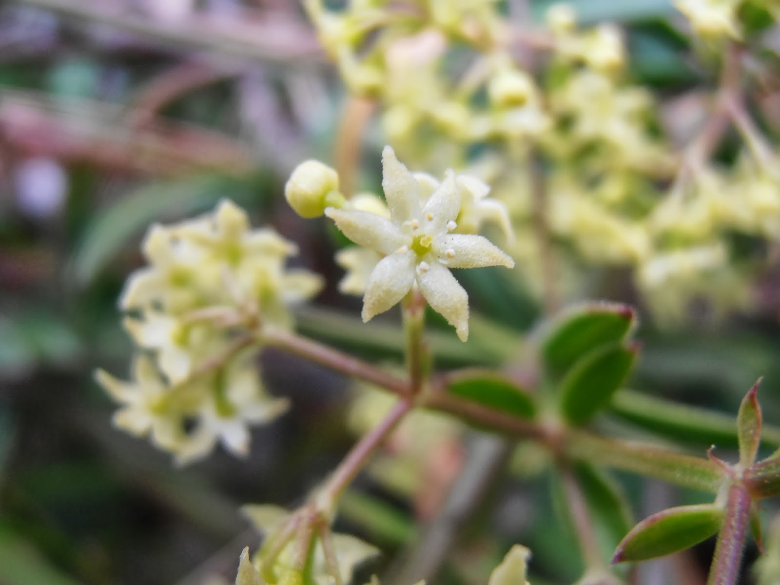 RUBIA: Rubia peregrina | Plantas rioMoros