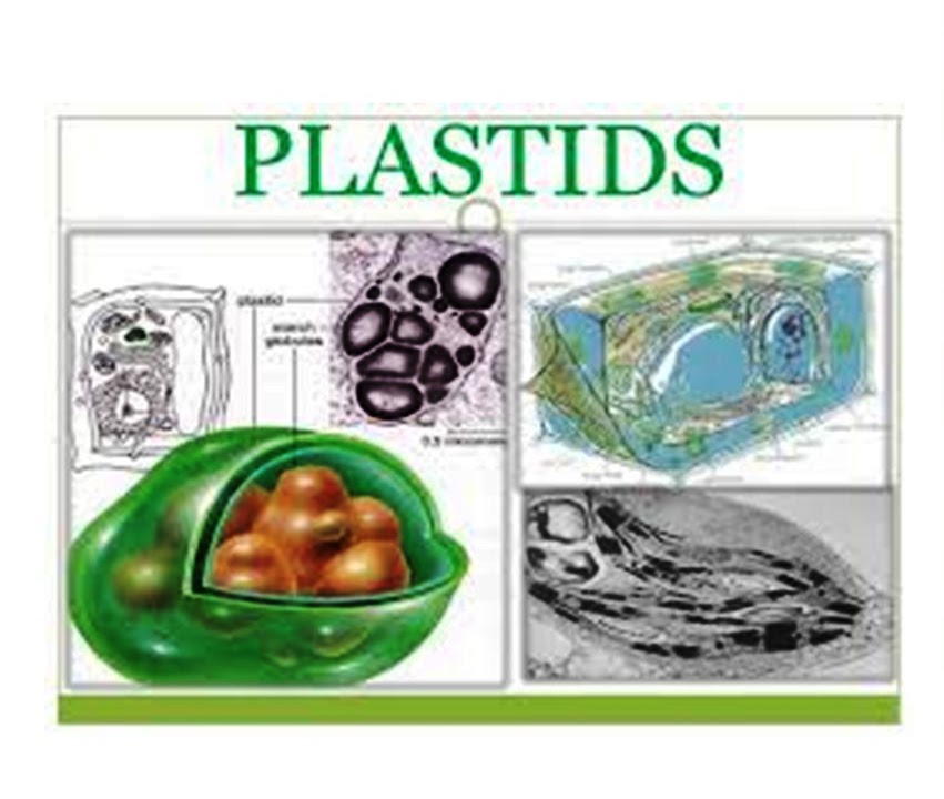 SONU ACADEMY: PLANT CELL -TEXT