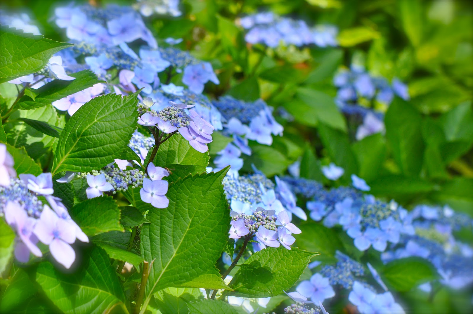 Lacecap Hydrangea