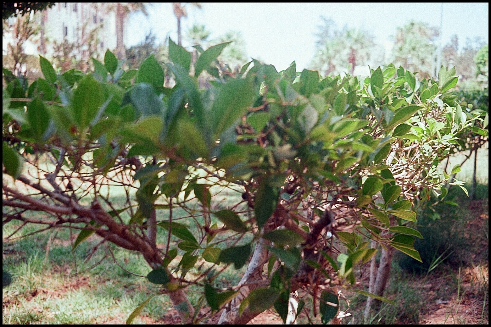 ClaSsicReDRoSeS: POKOK-POKOK & DAUN-DAUN