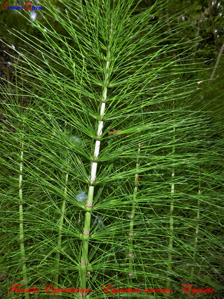 Biología y geología 1° : PLANTAS "RARAS"