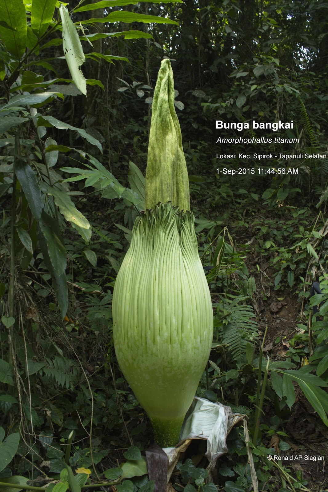 Hijau & Damai: 5 hari bersama Amorphophallus titanum, jenis bunga ...