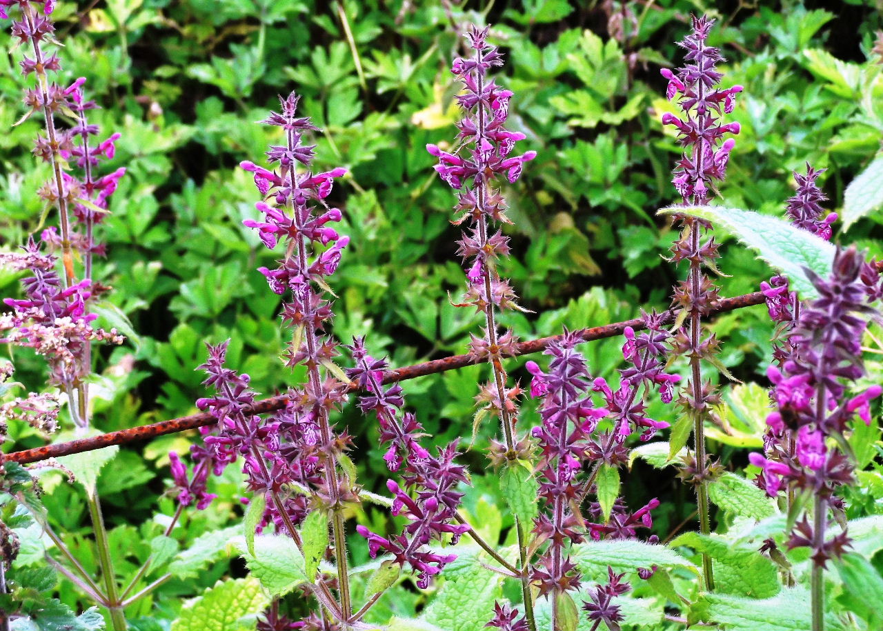 Largo Baywatch: Hedge Woundwort