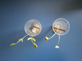 Plant diary: Our bean seed experiment