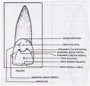Dunia qu Dunia mu,, Dunia kita bersama ^_^: Makalah Dental Morfologi ...
