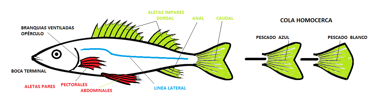 CURIOSIDADES CIENTÍFICAS : Peces. La vida en el agua