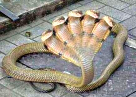 Víbora de cinco cabezas en la India | Enigmas y Misterios