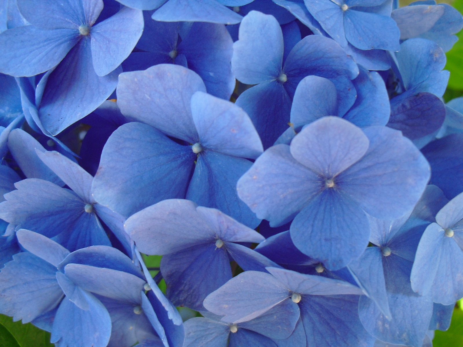 snow in the air: Hydrangea