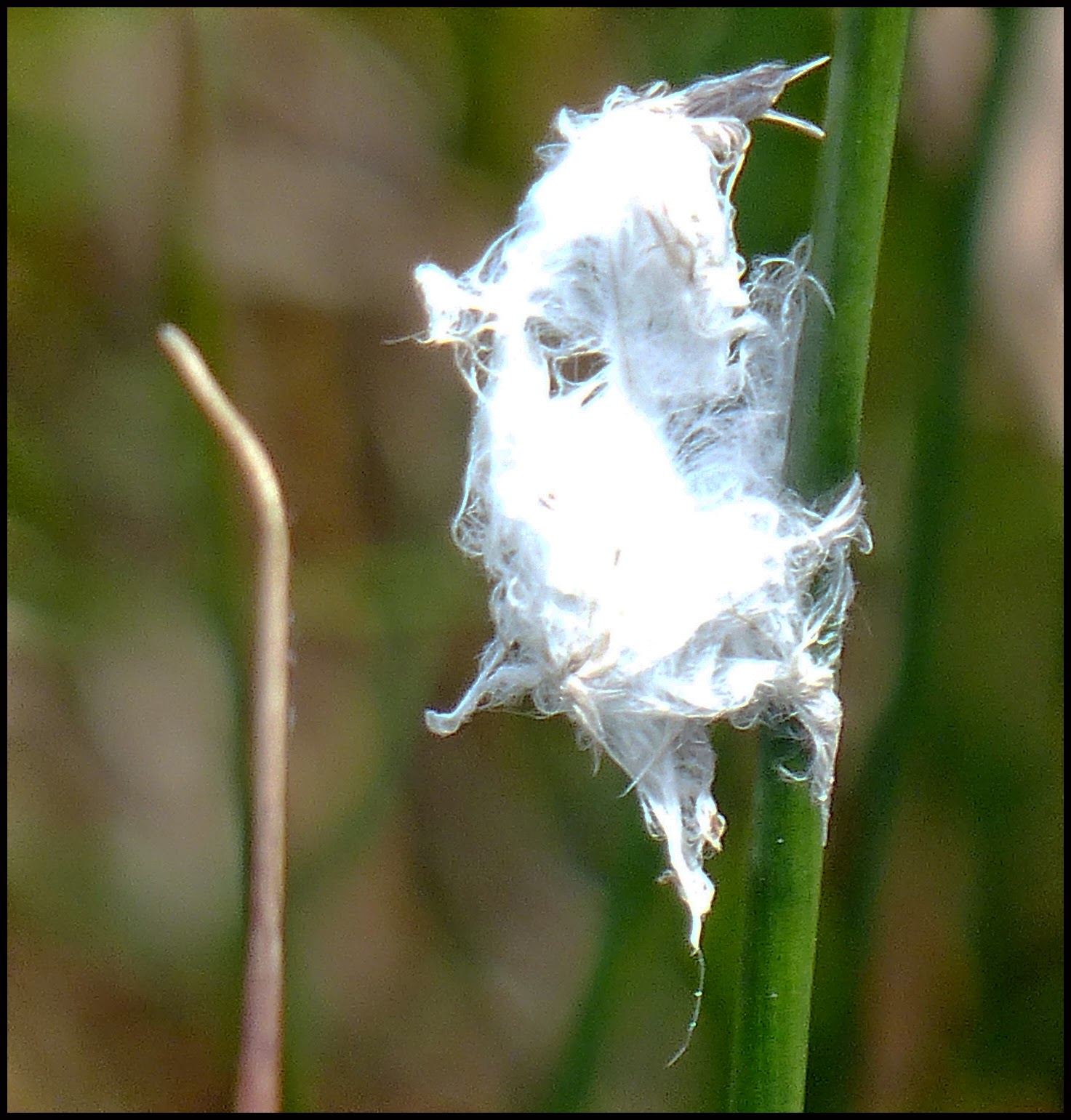 Wild and Wonderful: Carlton Marshes ... Spiders and Fluff