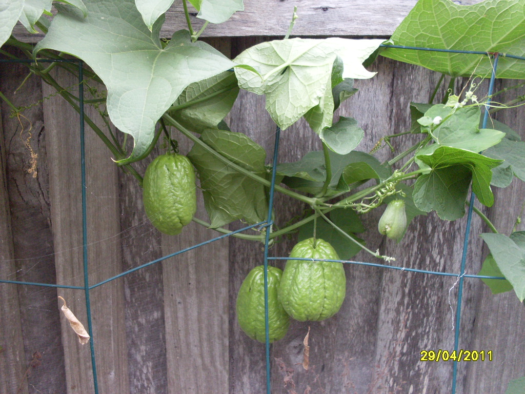 Just Like My Nan Made: When a Choko is not a Choko