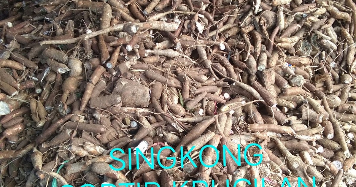 Jual Kulit singkong,Singkong sortir dan bonggol (pongkol) singkong ...