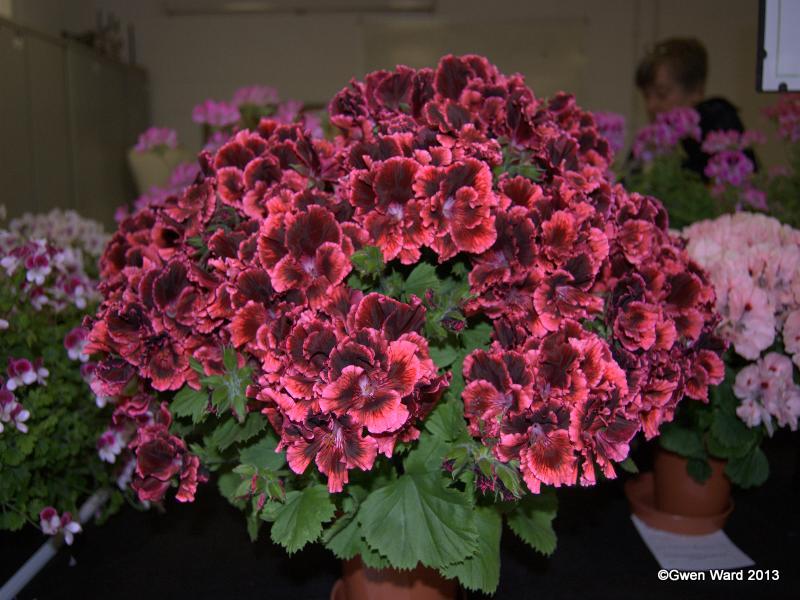 PERFECT PELARGONIUMS: PAGS Annual Show