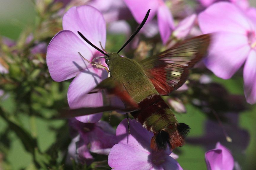 The Rambling Wren: Hummingbird Clearwing Moth