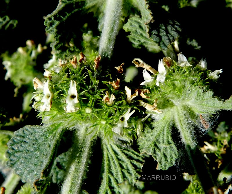 Mi herbario particular: MARRUBIO BLANCO (Marrubium vulgare)