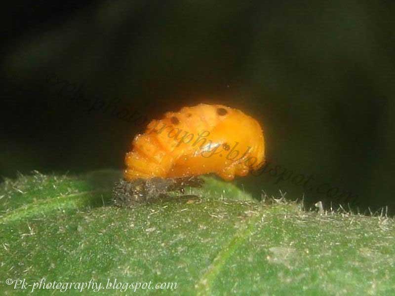 Ladybug Life Cycle | Nature, Cultural, and Travel Photography Blog