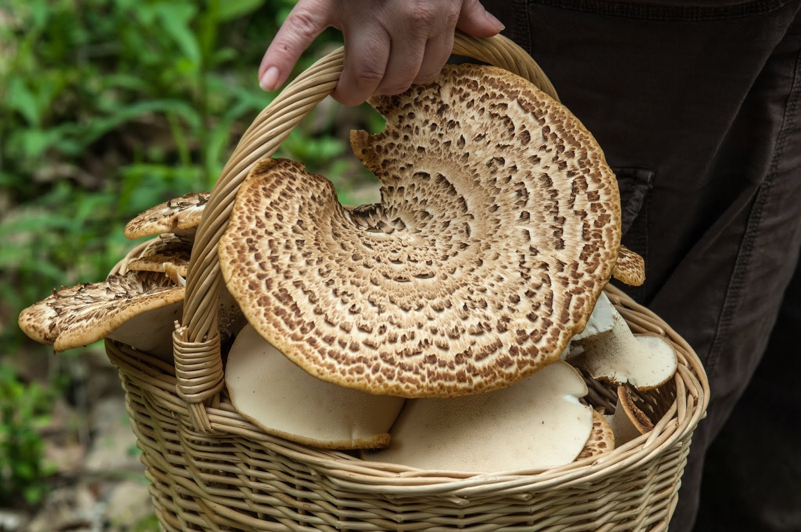 The 3 Foragers: Foraging for Wild, Natural, Organic Food: Dryad's ...