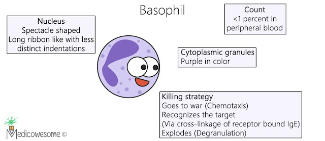 Immense Immunology Insight: Basophil