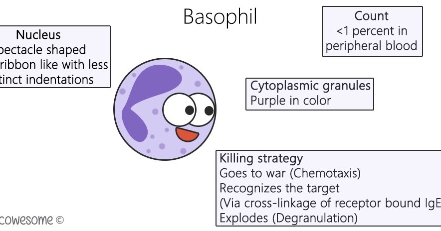 Immense Immunology Insight: Basophil