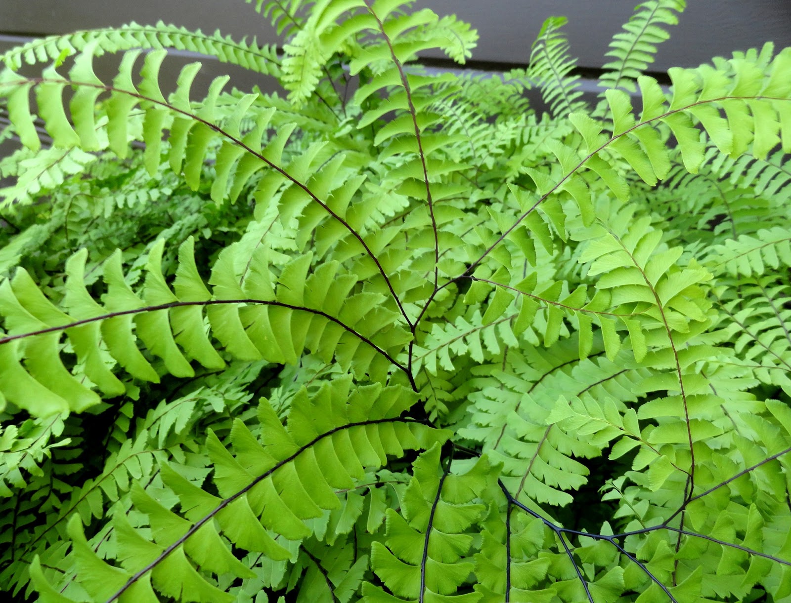 danger garden: Adiantum pedatum, my favorite plant in the garden (this ...