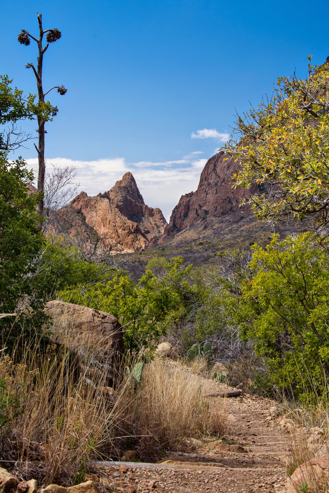 A Tree Falling: Big Bend National Park: Window Trail
