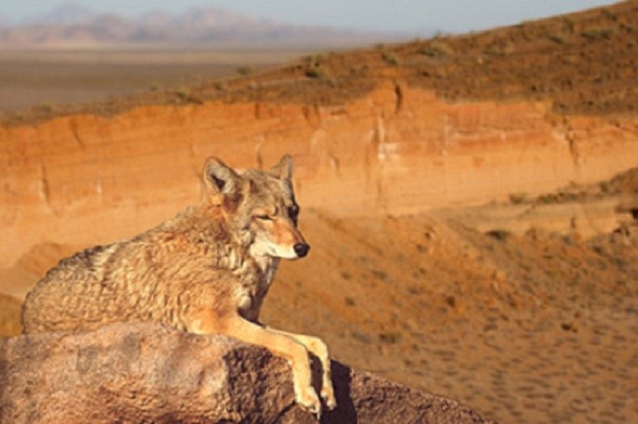 FAUNA DE LA BIÓSFERA EL PINACATE