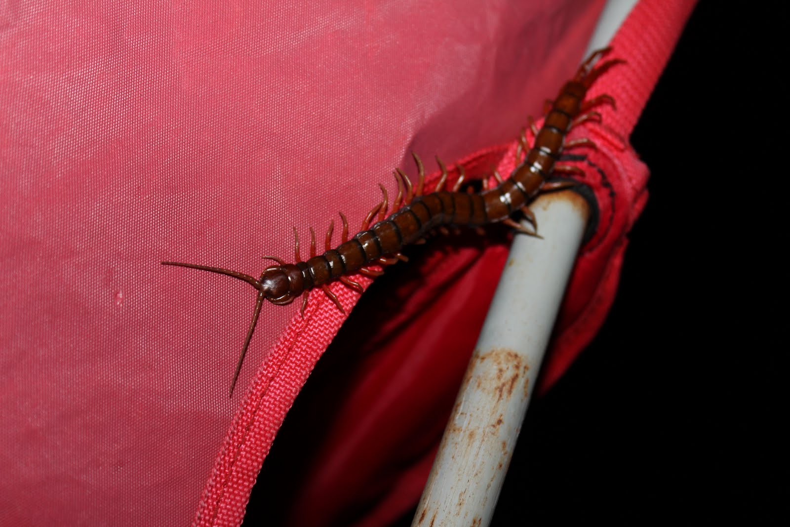 Memoirs of a Wanderer: Hatchlings and Waipio!
