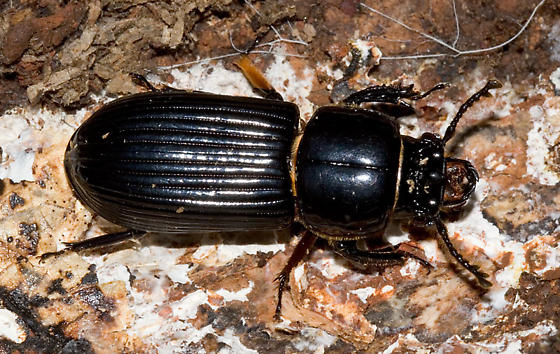 Bess Beetle - Insects World
