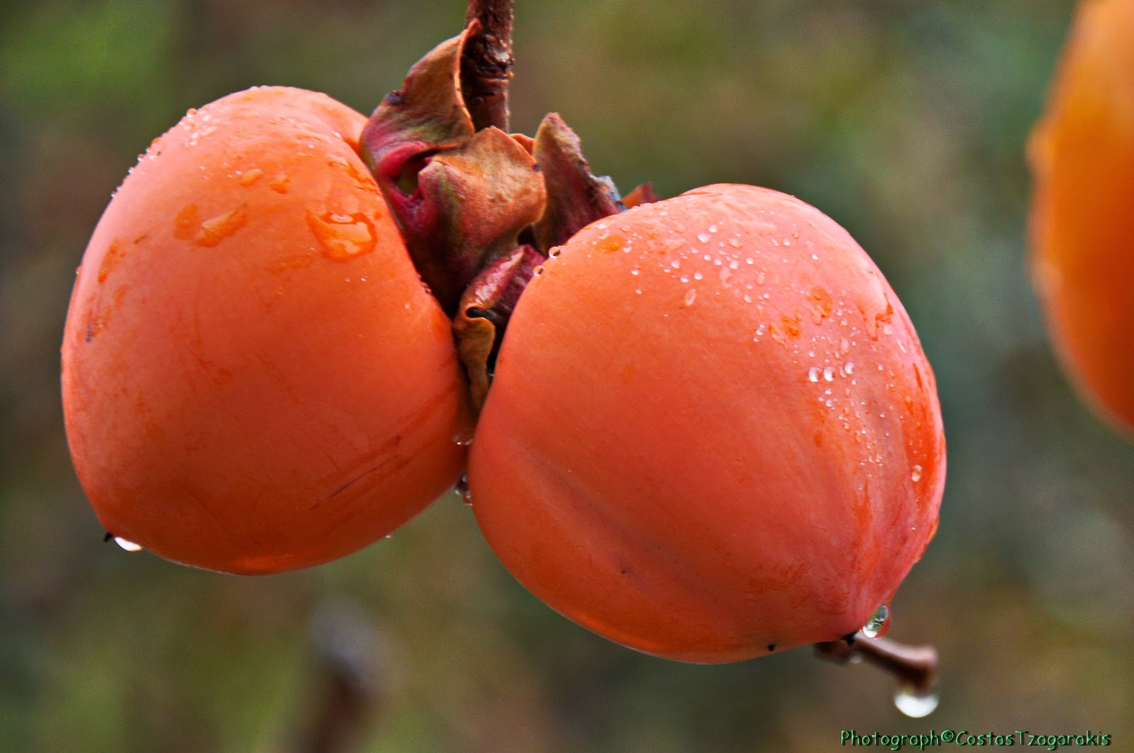 Nature Digital : The lotus fruits and the lotus eaters. Οι λωτοί και οι ...