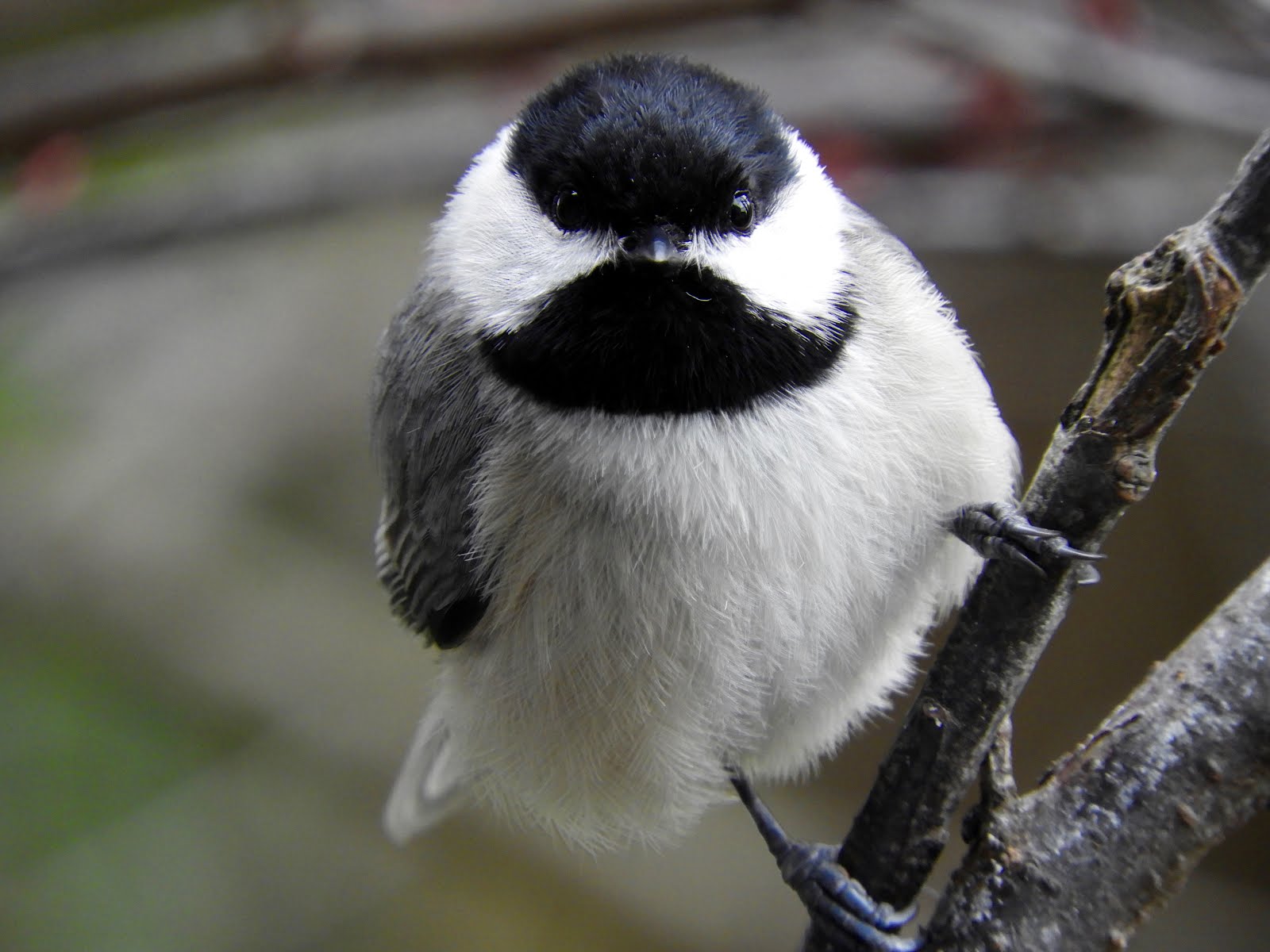 It's All About Purple: The Chickadees...