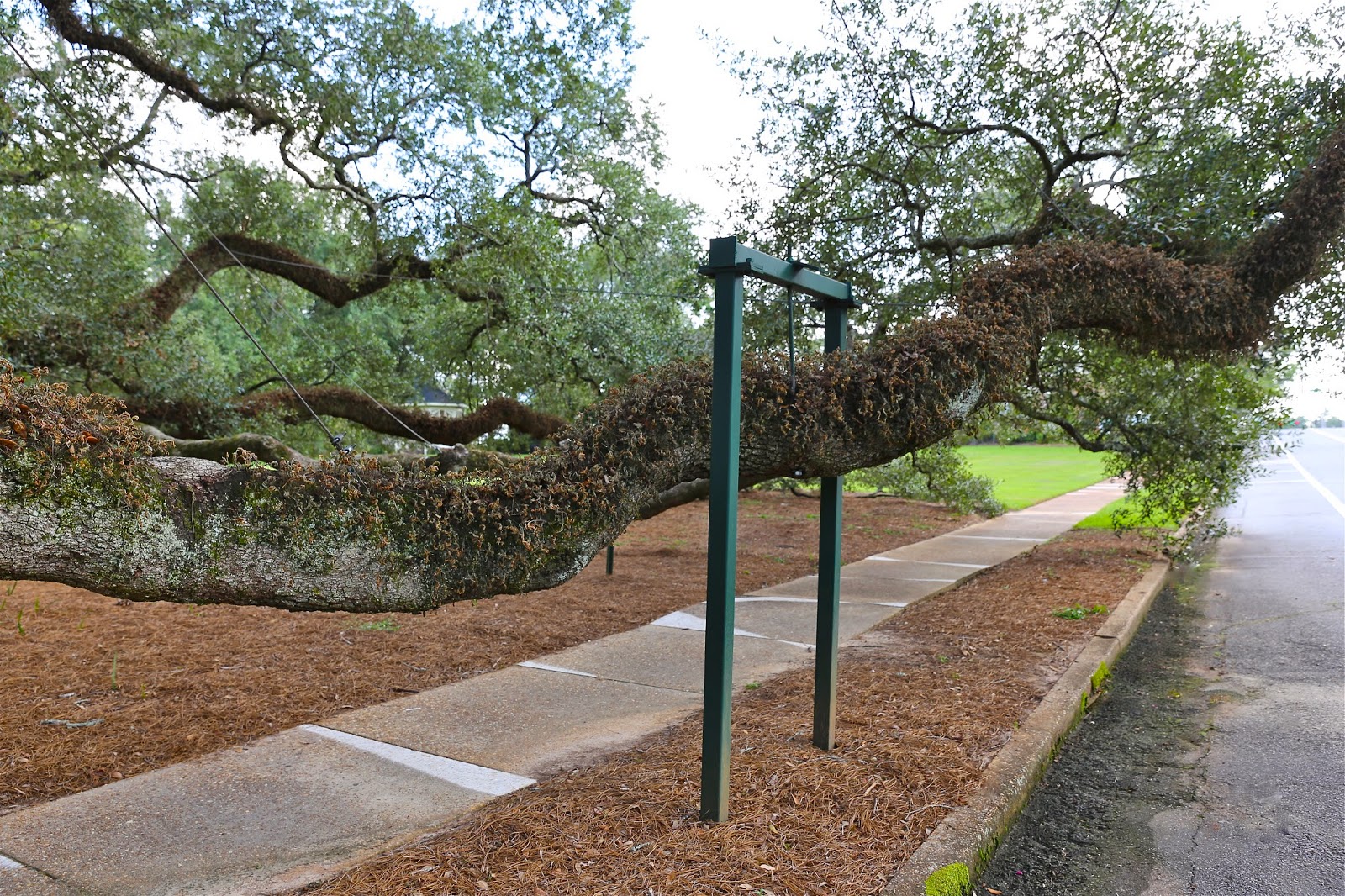 Sweet Southern Days: The "Big Oak" in Thomasville, Georgia