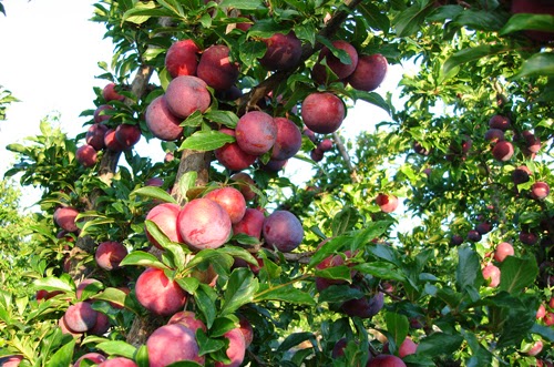 1/05/14 ~ LENGUA CHURRA