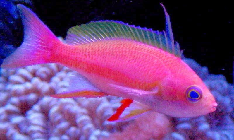 ANGEL-ANTHIAS-BANNER FISH ~ Indonesian marine fish and coral index