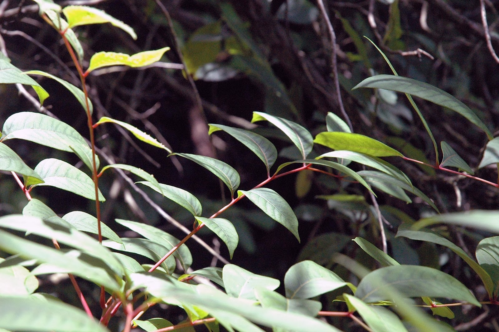 Field Biology in Southeastern Ohio: Sumacs of Ohio