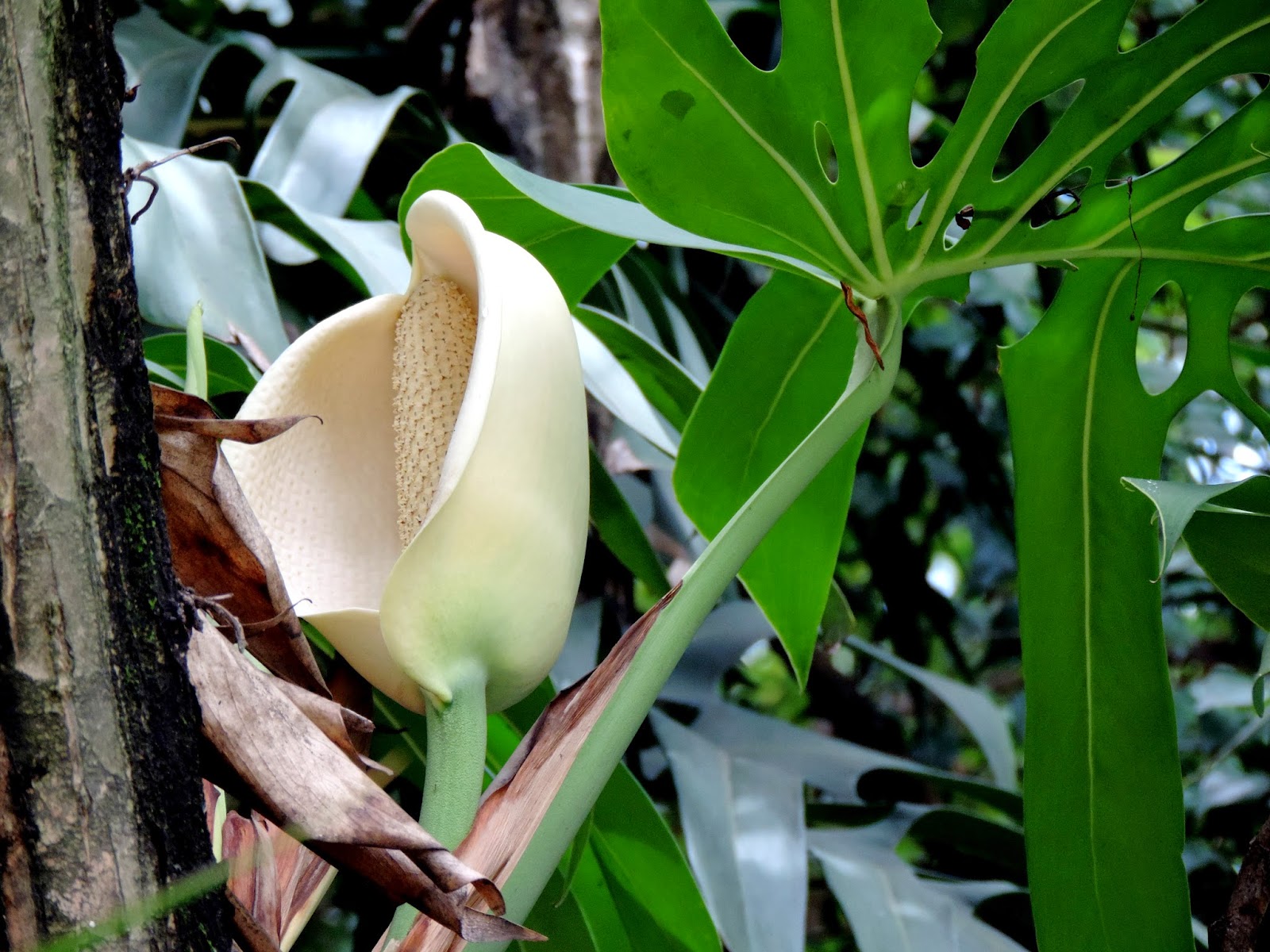 come-se: A fruta deliciosa. Monstera deliciosa. Compota de deliciosa